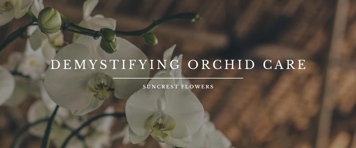 A Comprehensive Guide to Orchid Care – Suncrest Flowers