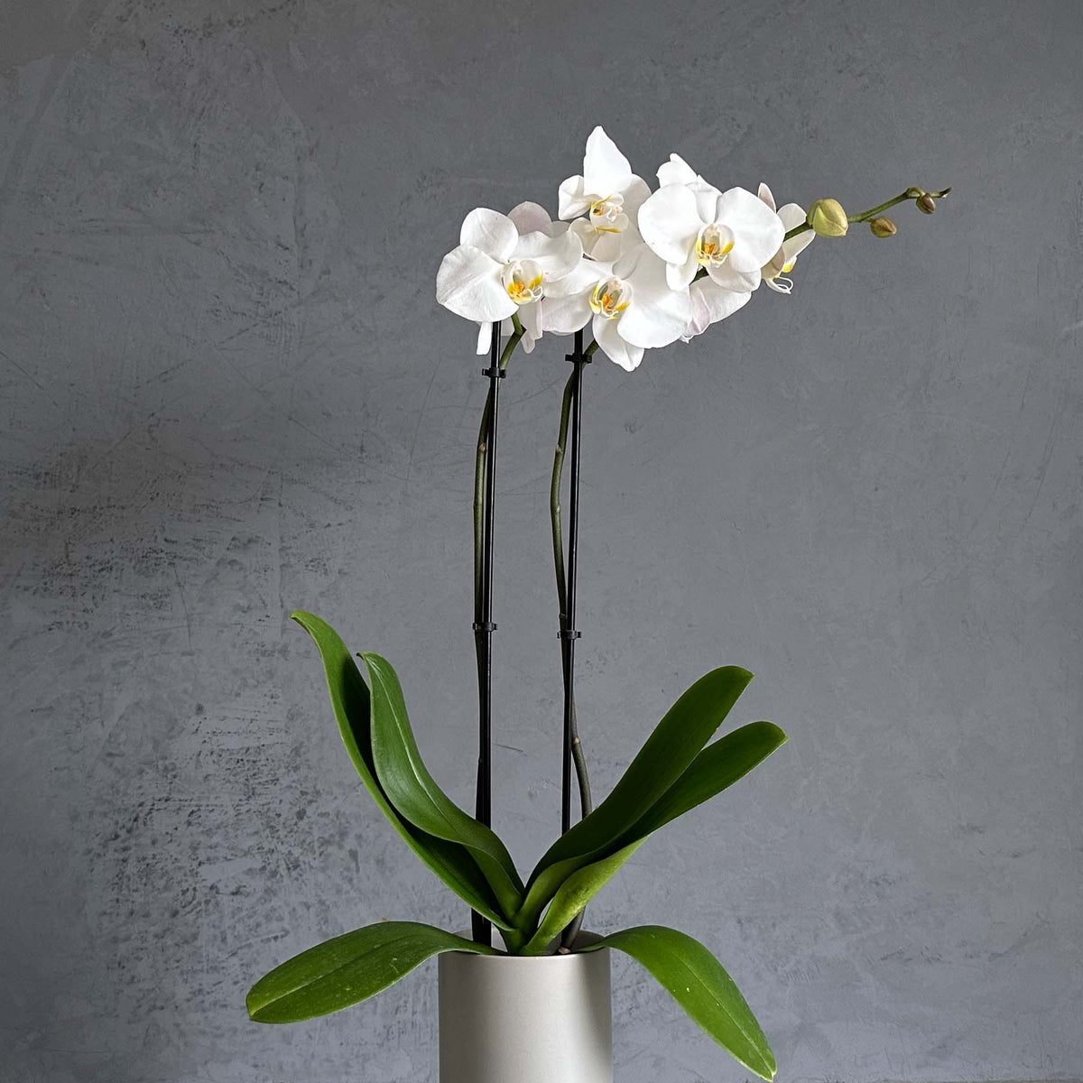 Orchids – Suncrest Flowers